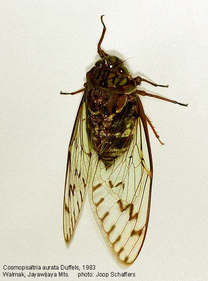 Papua Insects Foundation (Hemiptera/Cicadidae & Tibicinidae)